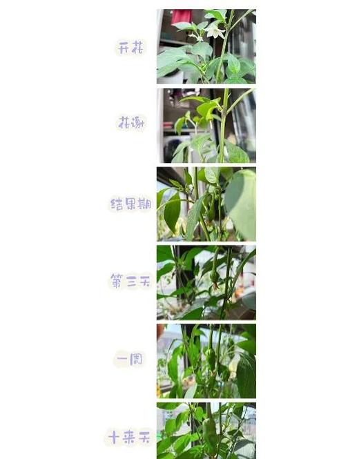 青椒的全部小说图标