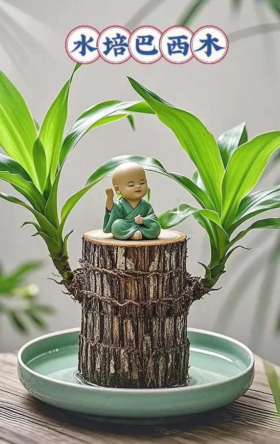 巴西幸运木芽掉了还会长吗图标