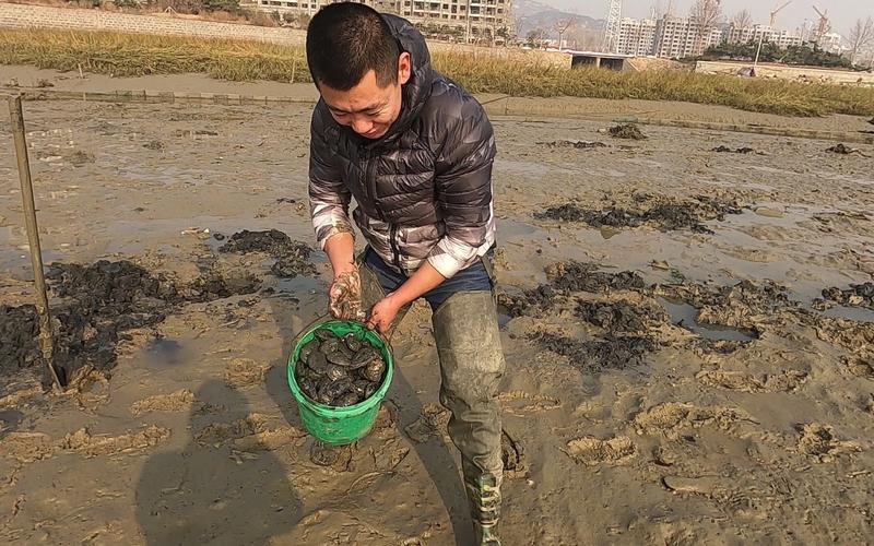 小斗赶海的全集抓贝壳图标