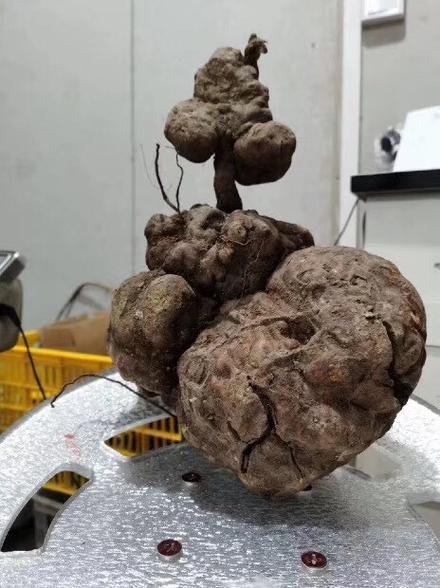 千年首乌精截图