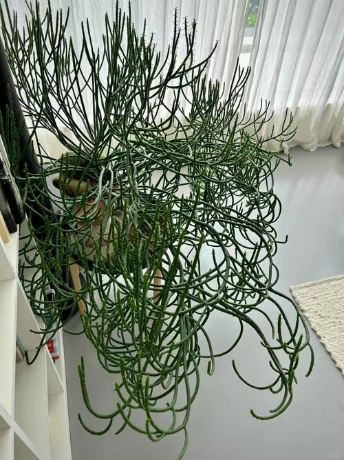 断网抽植物一直重复