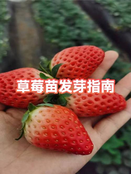 新鲜草莓怎么存放保鲜缩略图