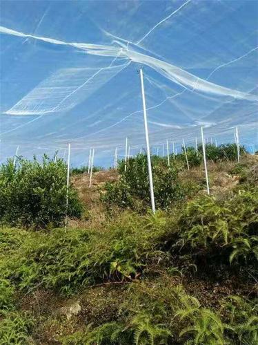 葡萄网图标