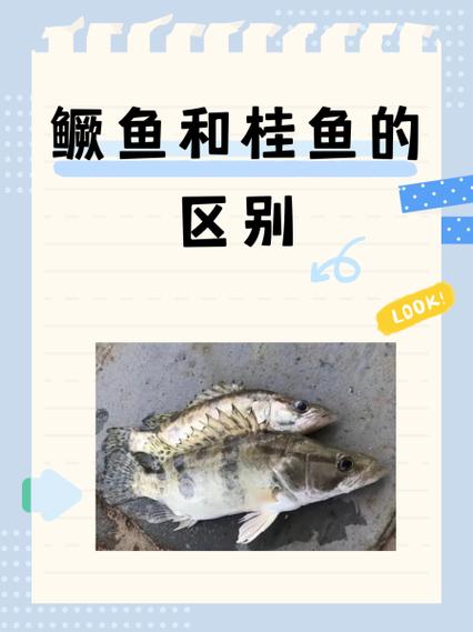鲑鱼和桂鱼哪个贵图标