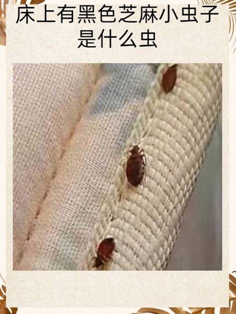 床上有虫图标