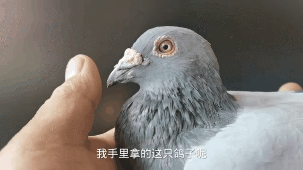 鸽子空距怎么测量图标
