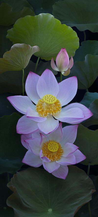 莲花图标