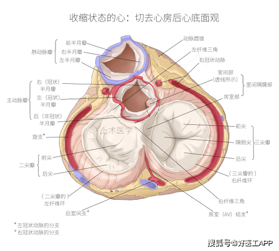 心脏瓣膜是什么样子图标