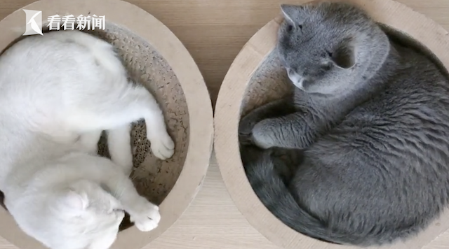 铲屎官和他的猫