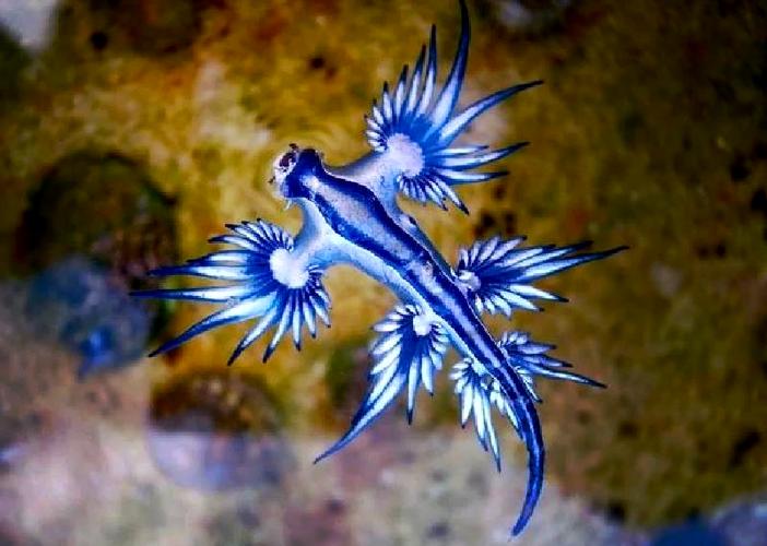 鱼吃鱼海神海蛞蝓图标