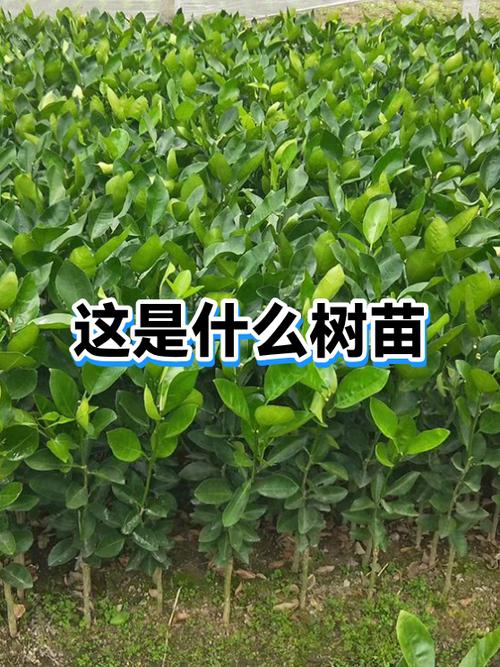 我的世界怎么让树苗快速生长?图标