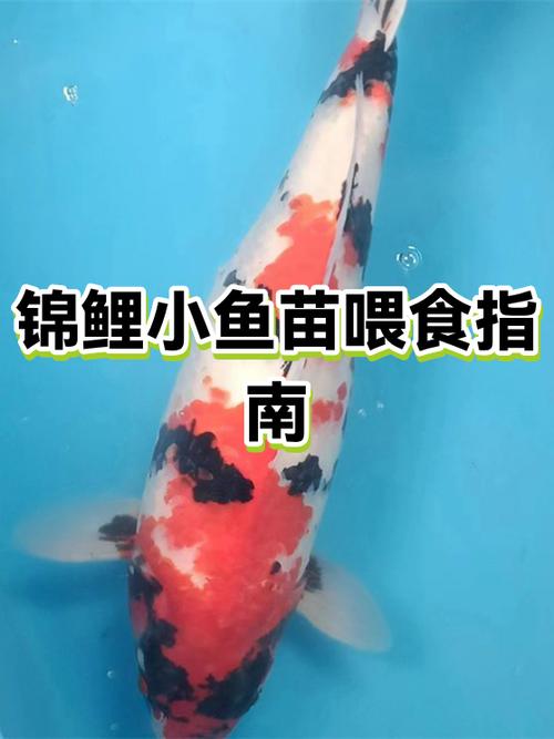 锦鲤可以喂什么食物
