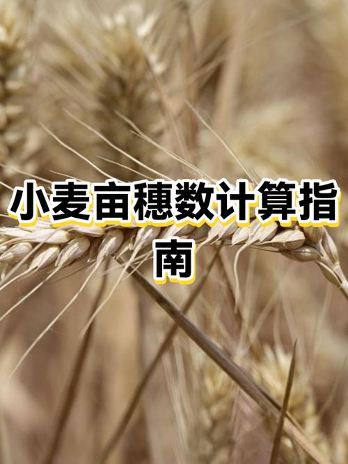 一个麦穗有多少个籽粒图标