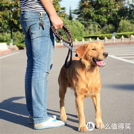 一根绳子拴狗的方法图标
