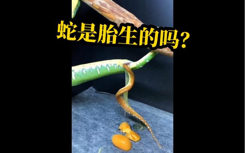 十月蛇胎类型的小说有什么图标