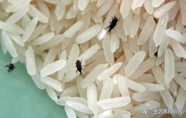 灭小黑虫最有效的方法图标