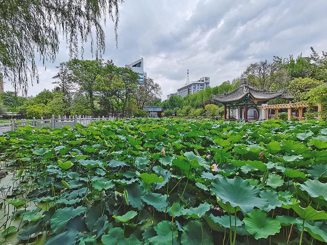荷花欣赏视频图标
