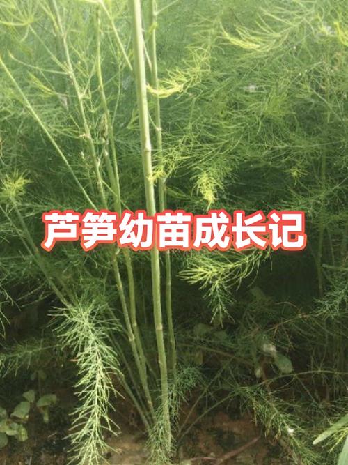 幼苗图片图标