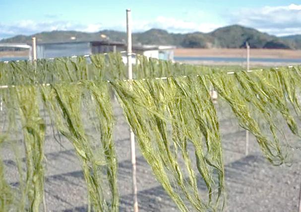紫菜和海苔