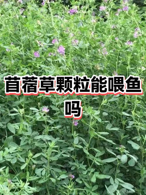 苜蓿颗粒可以代替苜蓿草吗图标