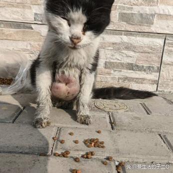 怎么判断猫饿了图标