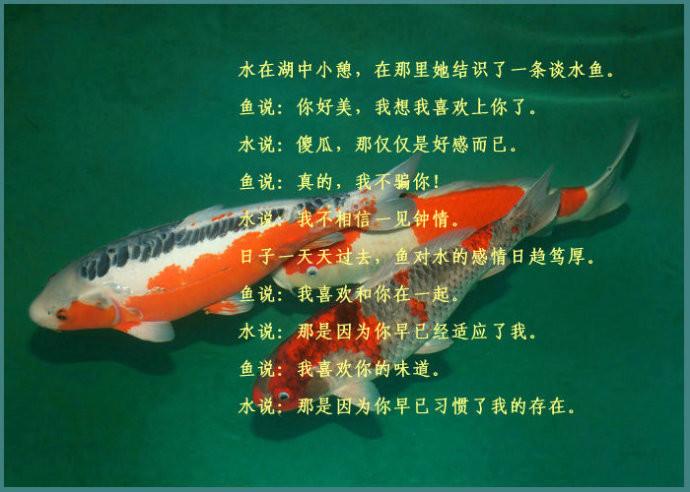 鱼和水经典语录视频图标