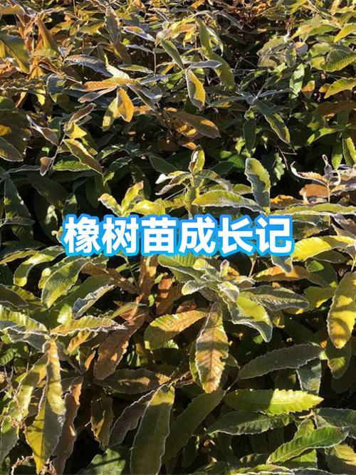 橡树苗图标