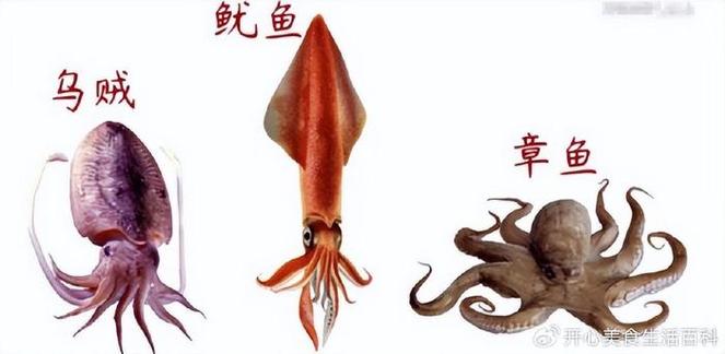 好听带章鱼的昵称图标