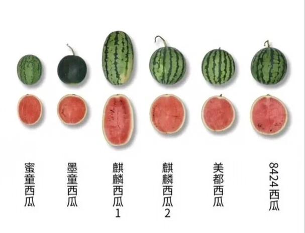 西瓜有几种颜色图标