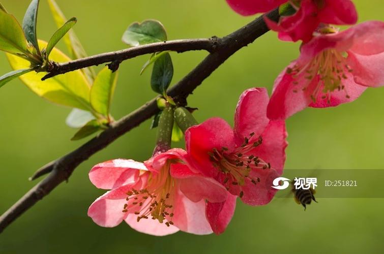 海棠花收藏的章节图标