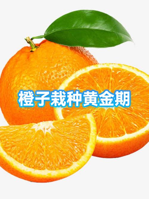 水果的顺口溜段子截图