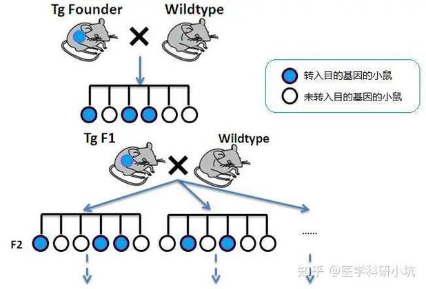 无限基因升级系统图标