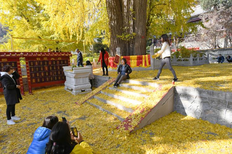 潭柘寺十大金句图标