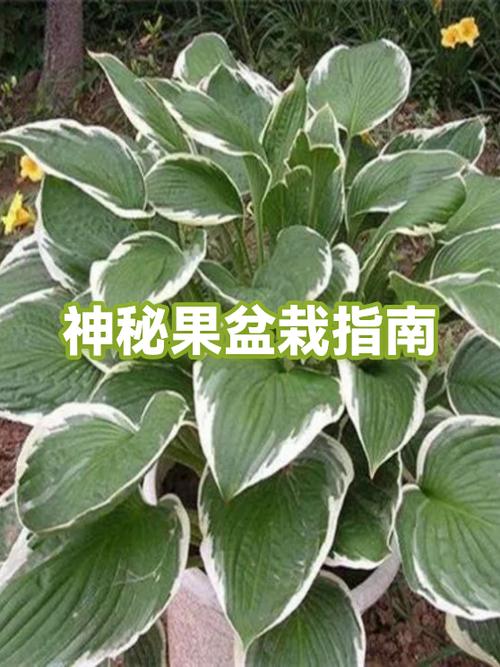 神秘果几年才会结果图标