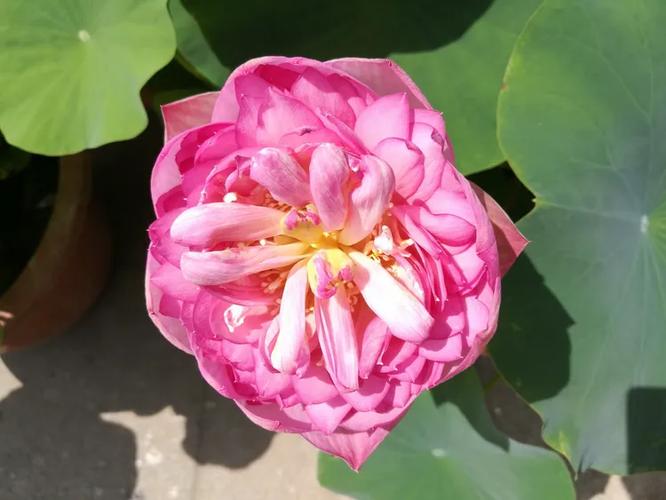 荷花影院图标