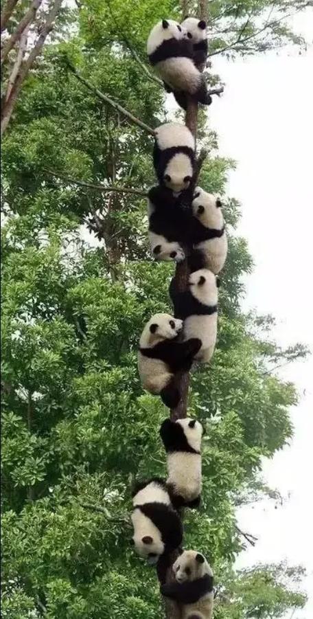 熊猫吃竹子高清视频图标