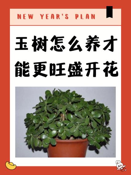 福年种福果怎么合种