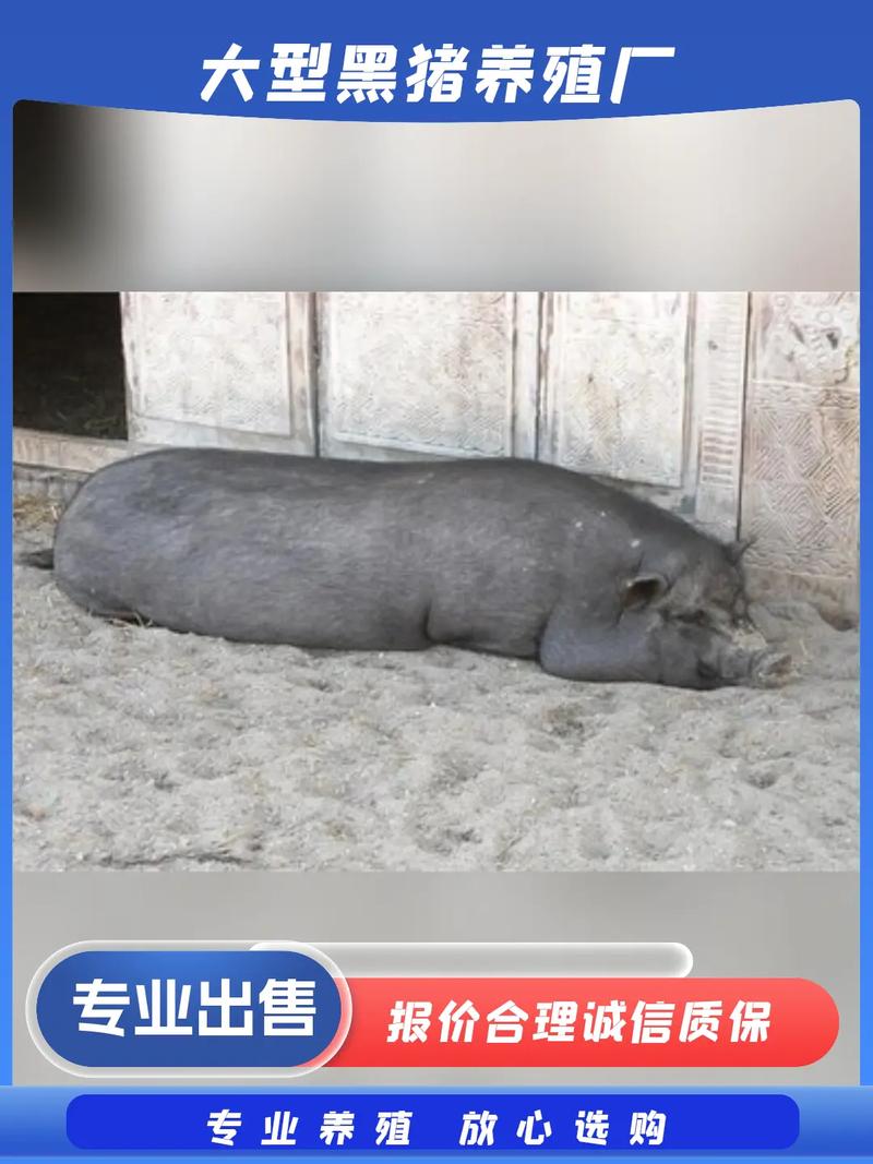 30一40斤小猪多少钱一斤图标