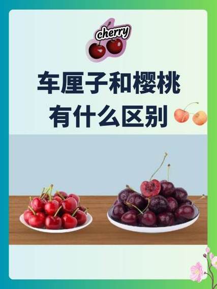 车厘子和樱桃的区别图图标