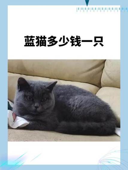 袖珍猫多少钱一只图标