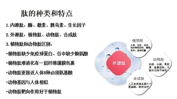 肽的作用及功能介绍图标
