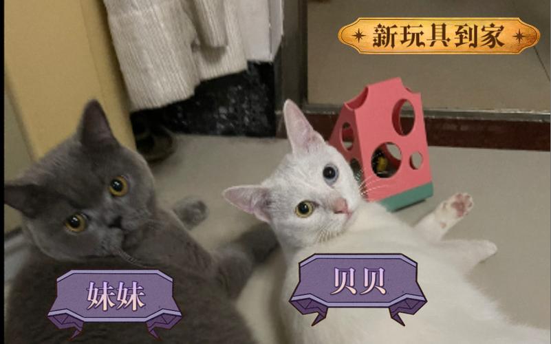 猫试玩图标