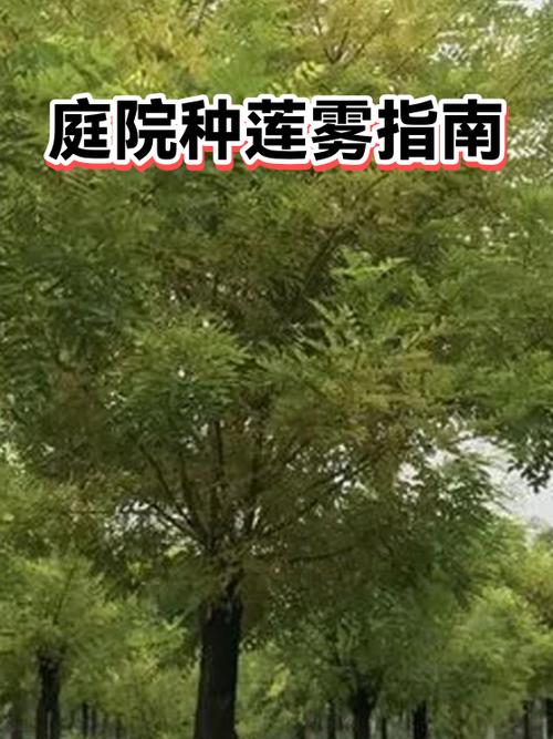 庭院种莲雾树好吗图标