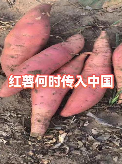 红薯哪年传入中国截图