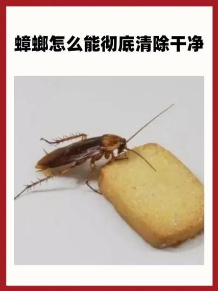 衣柜很干净但是有蟑螂图标