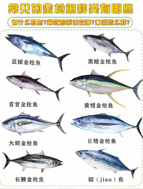 金枪鱼的图标