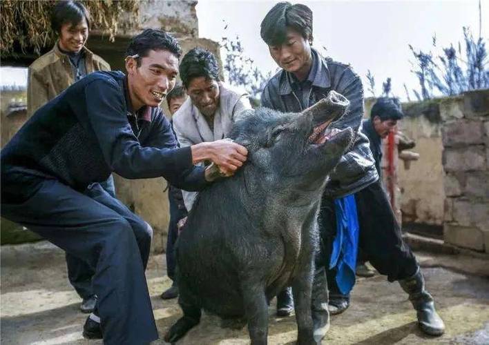 彝族抢猪规则图标