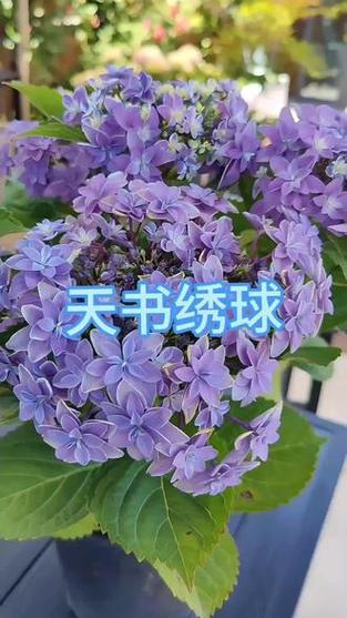 绣球花品种大全图图标