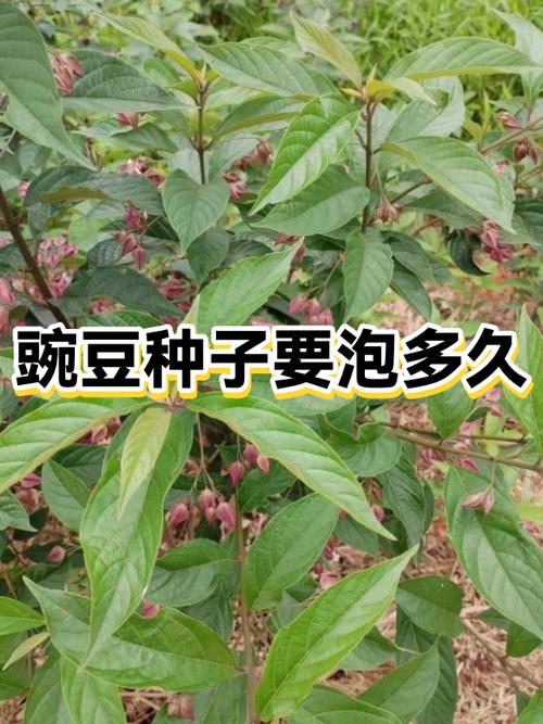 碗豆种子泡水多久可以种图标