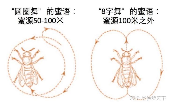 蜜蜂的八字舞是什么意思图标